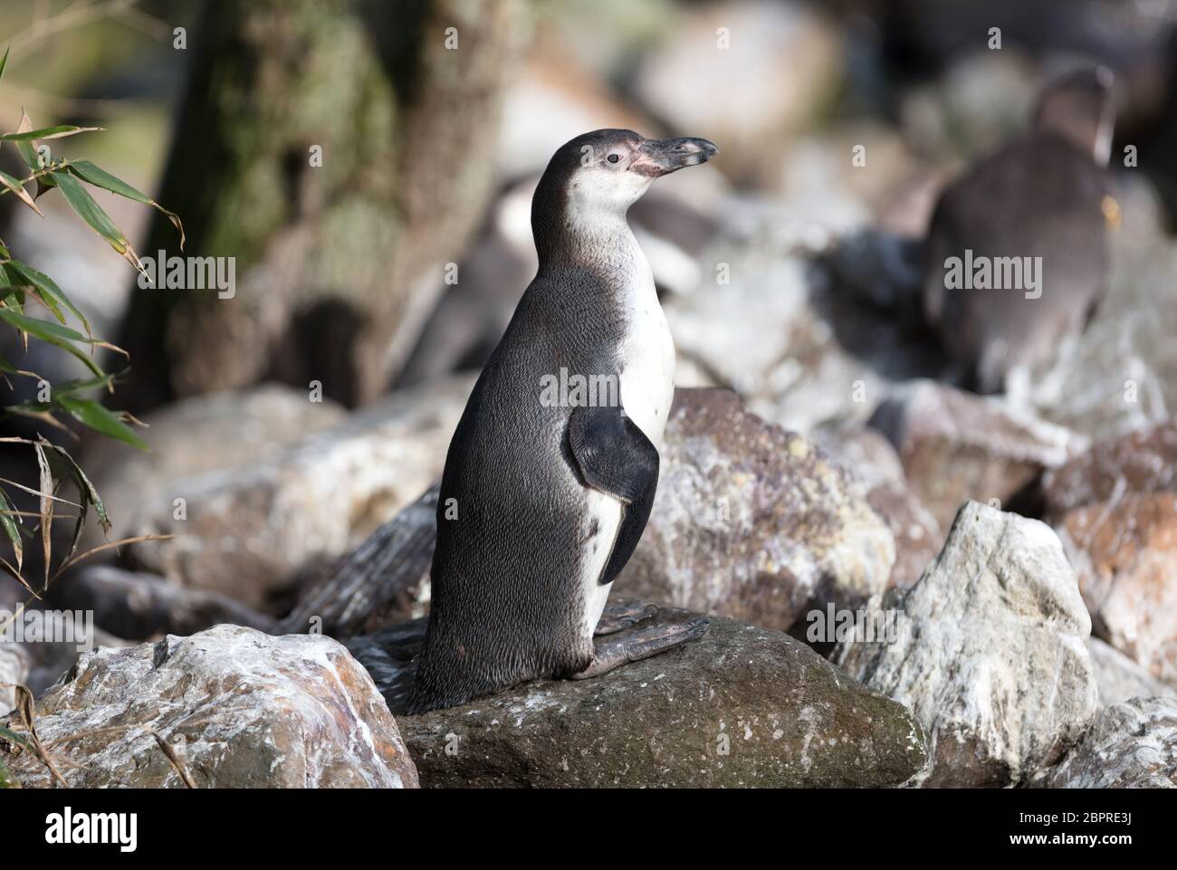 Penguin eating fish hi-res stock photography and images - Alamy