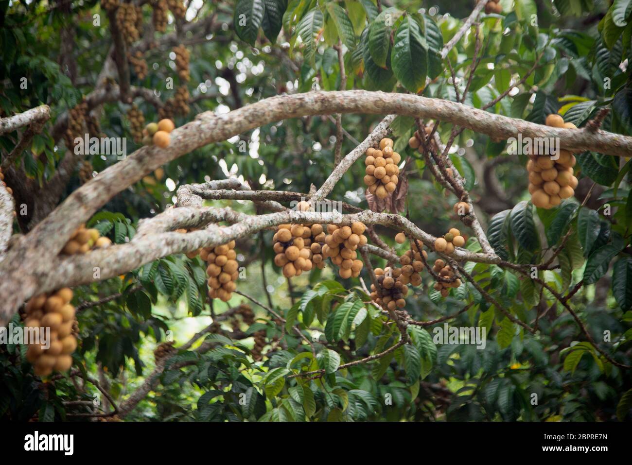 Lansium domesticum, a tropical fruit with a sweet, round, thick, coarse ...