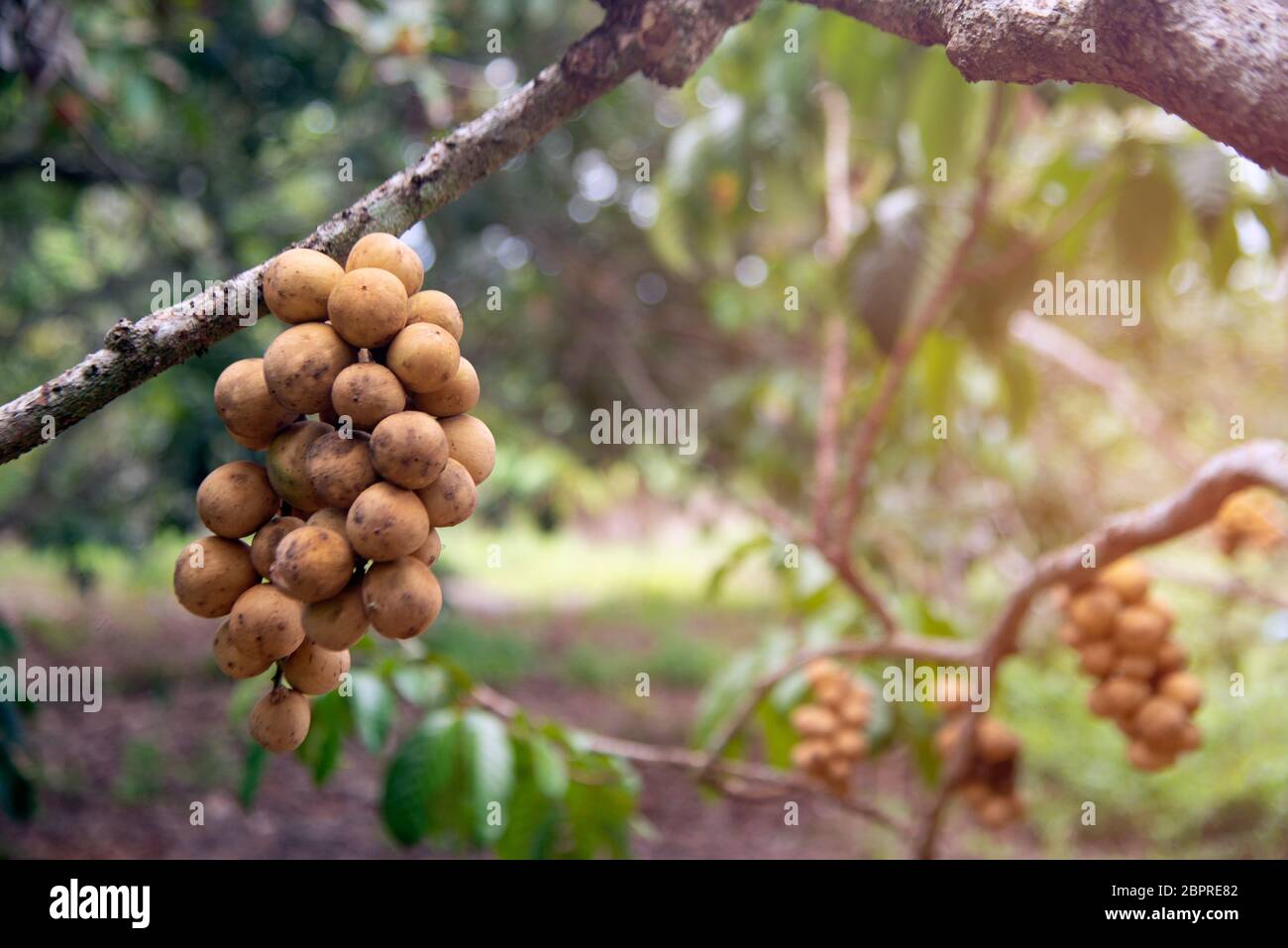 Lansium domesticum, a tropical fruit with a sweet, round, thick, coarse ...