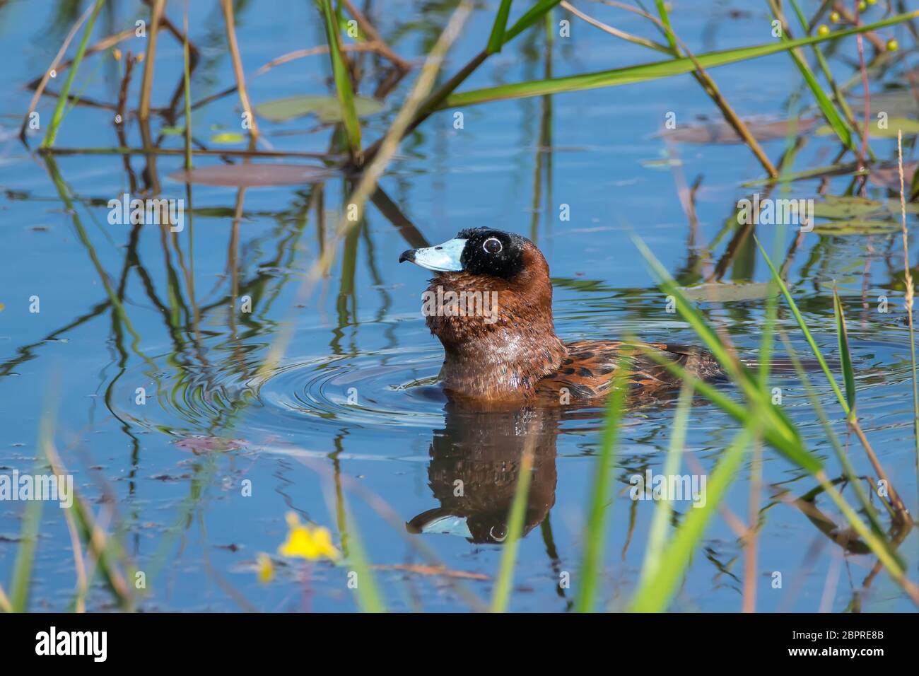 Masked Duck