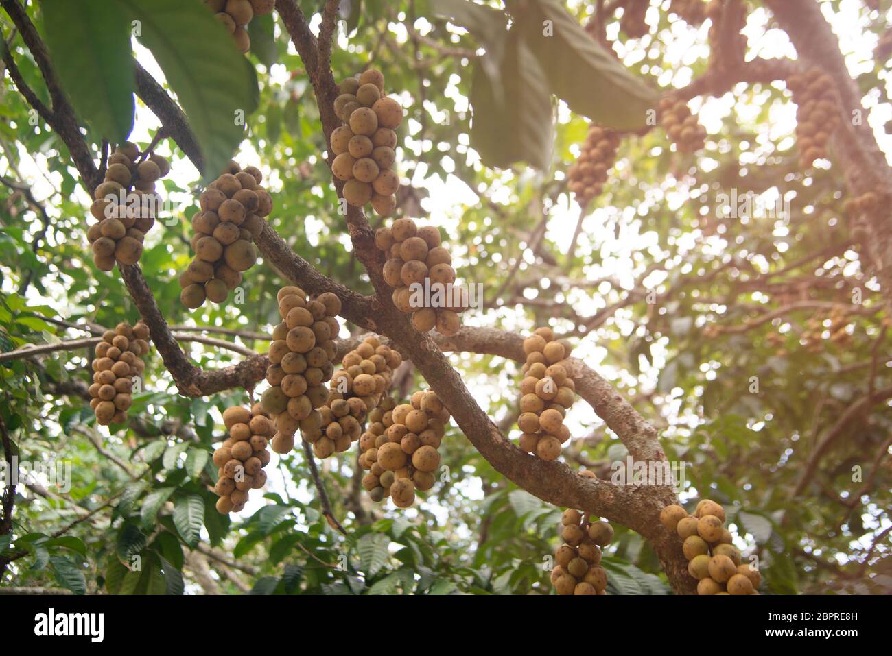 Lansium domesticum, a tropical fruit with a sweet, round, thick, coarse ...