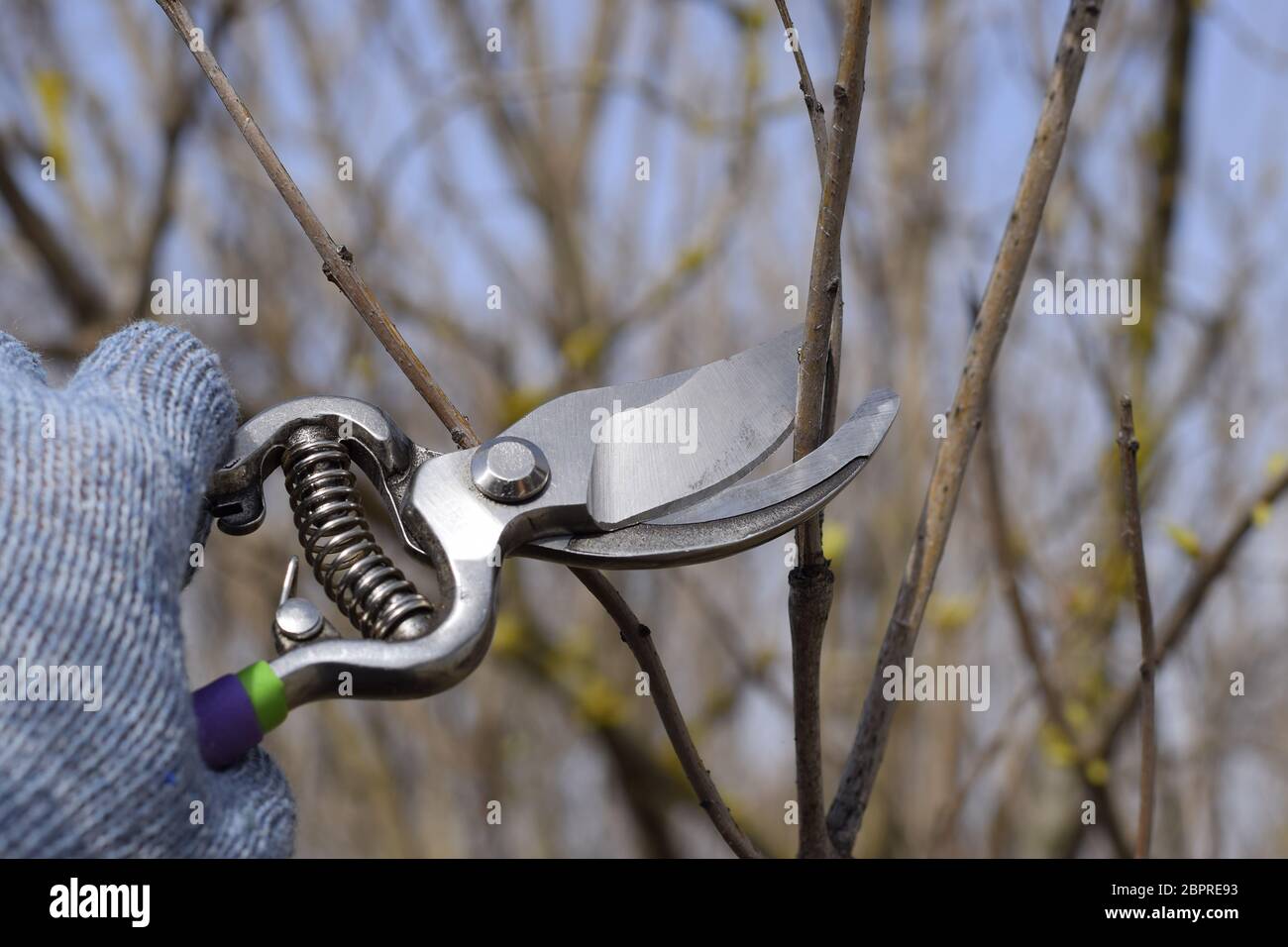 Trimming the tree with a cutter. Spring pruning of fruit trees Stock ...