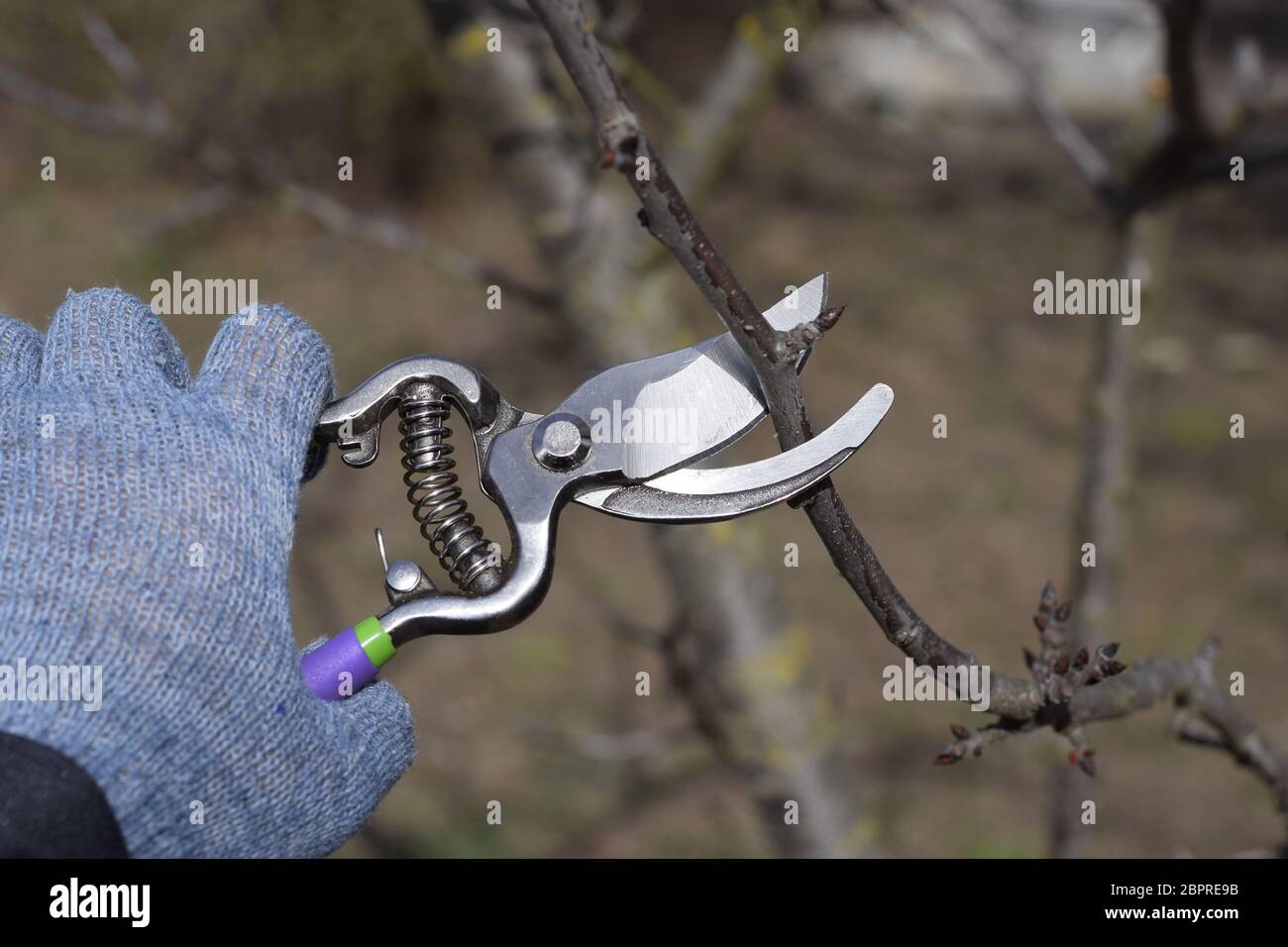 Trimming the tree with a cutter. Spring pruning of fruit trees Stock ...