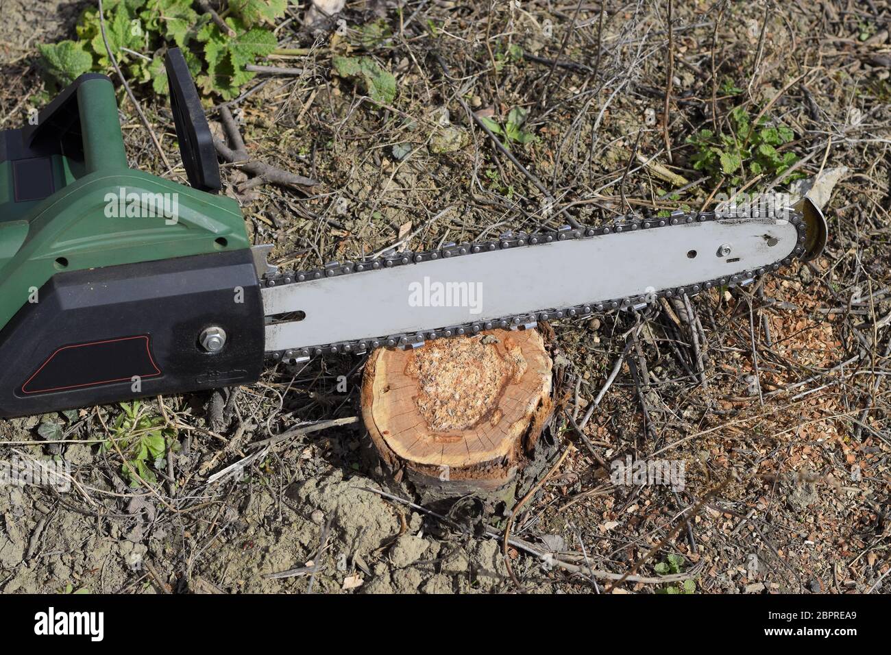sawn electric sawing tree. The stump of saw cut branches Stock Photo ...