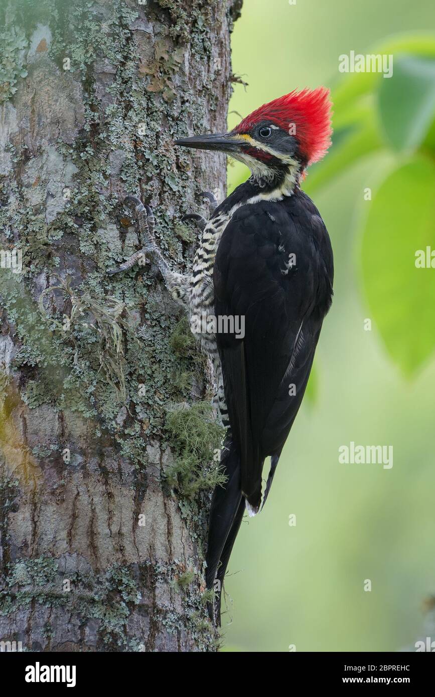 Lineated woodpecker (Dryocopus lineatus) climbing a tree Stock Photo ...