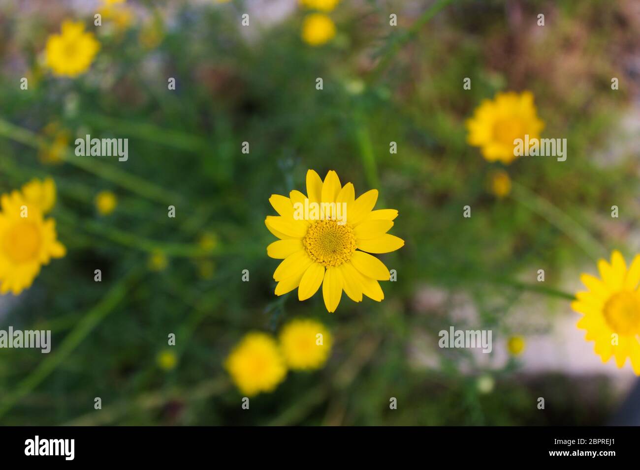 Yellow daisy, meadow, nature. Beja, Portugal Stock Photo - Alamy