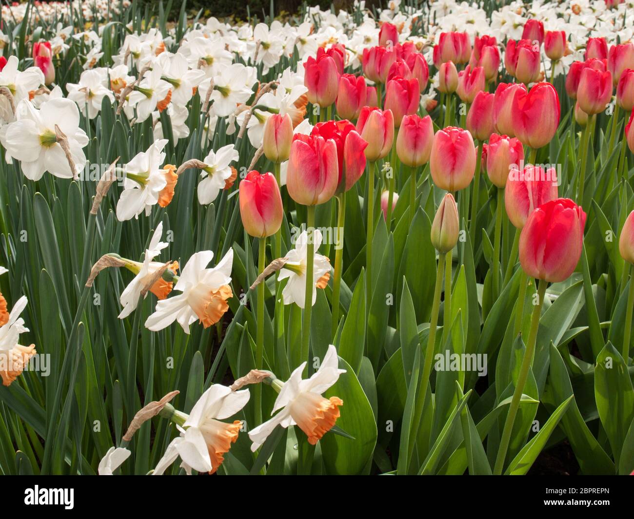 Tulipa judith leyster hi-res stock photography and images - Alamy