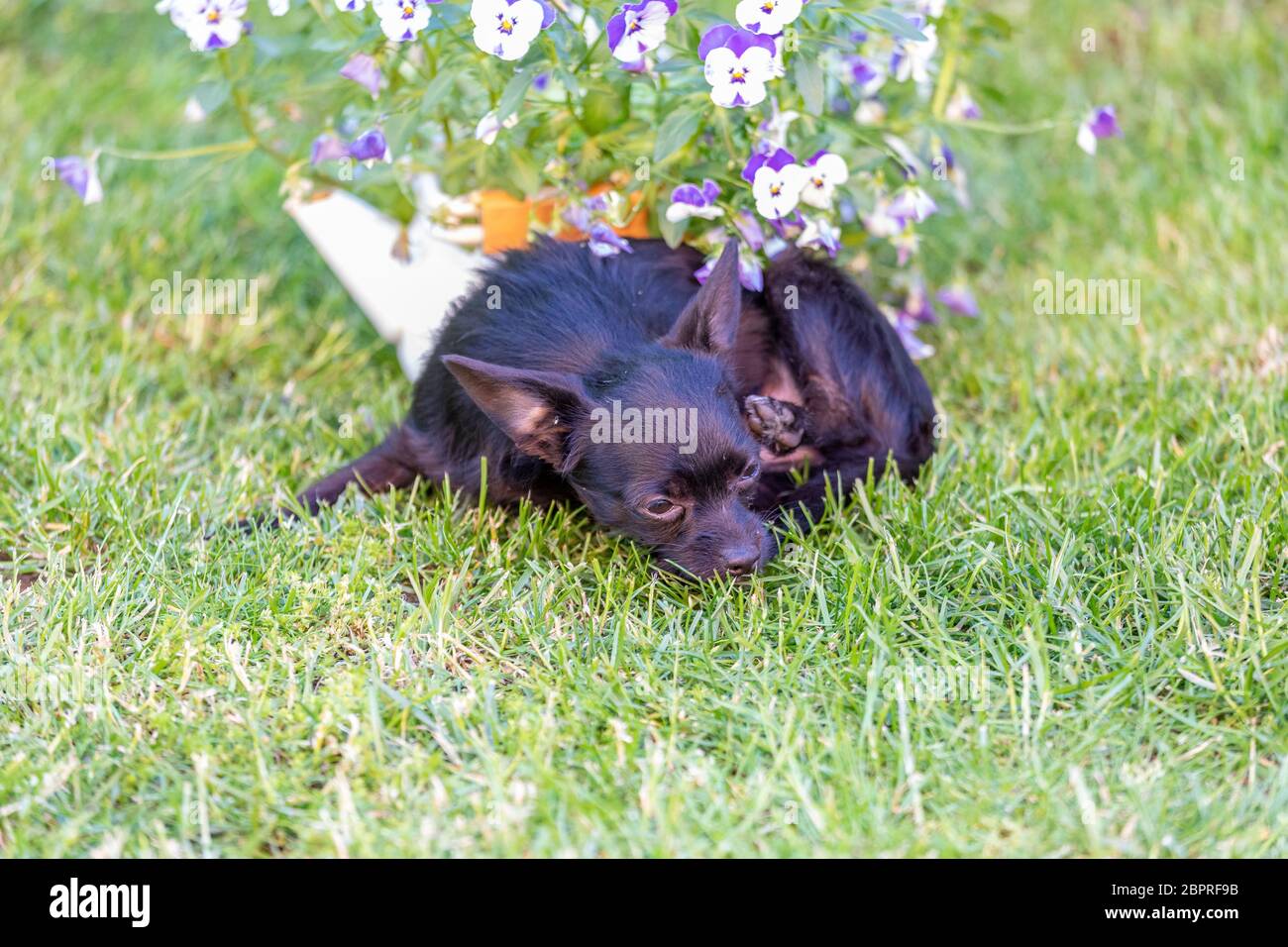 Chipoo Dog, cute puppy in front of purple flowers Stock Photo - Alamy