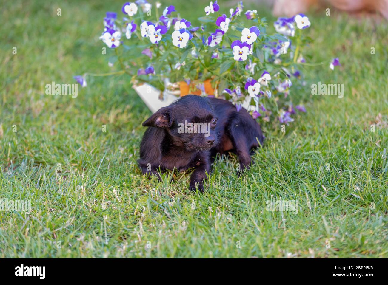 Chipoo Dog, cute puppy in front of purple flowers Stock Photo - Alamy