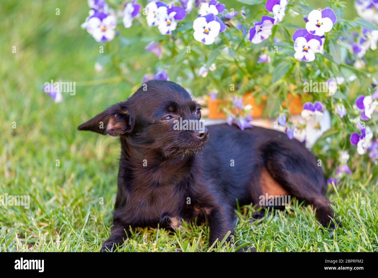 Chipoo Dog, cute puppy in front of purple flowers Stock Photo - Alamy