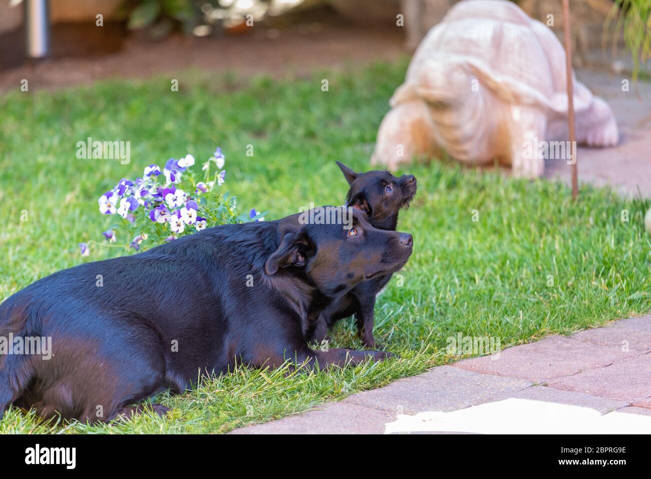 Cute puppy in green grass, labrador mix and chipoo dog Stock Photo - Alamy
