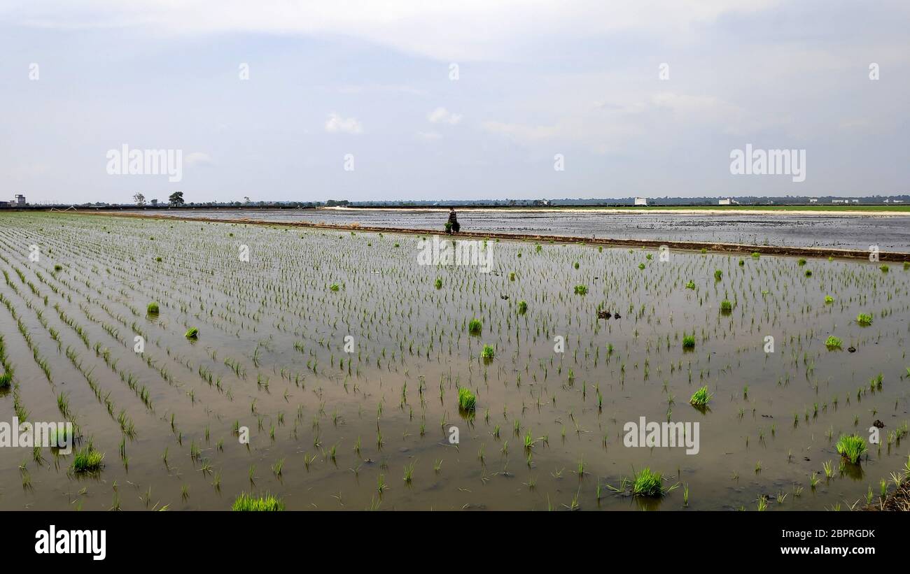 Paddy field platation season at Sekinchan, Malaysia Stock Photo - Alamy