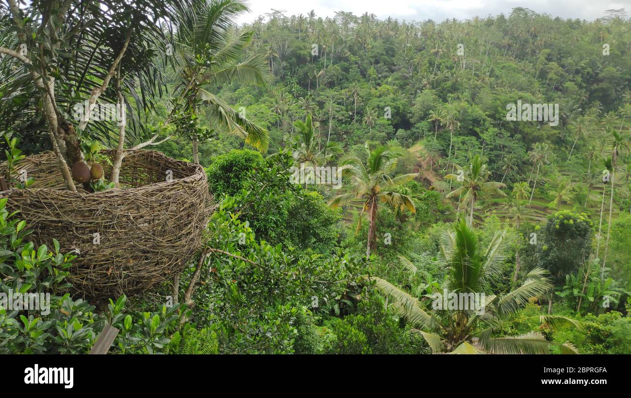 Natural view of Ubud in Bali Indonesia Stock Photo - Alamy