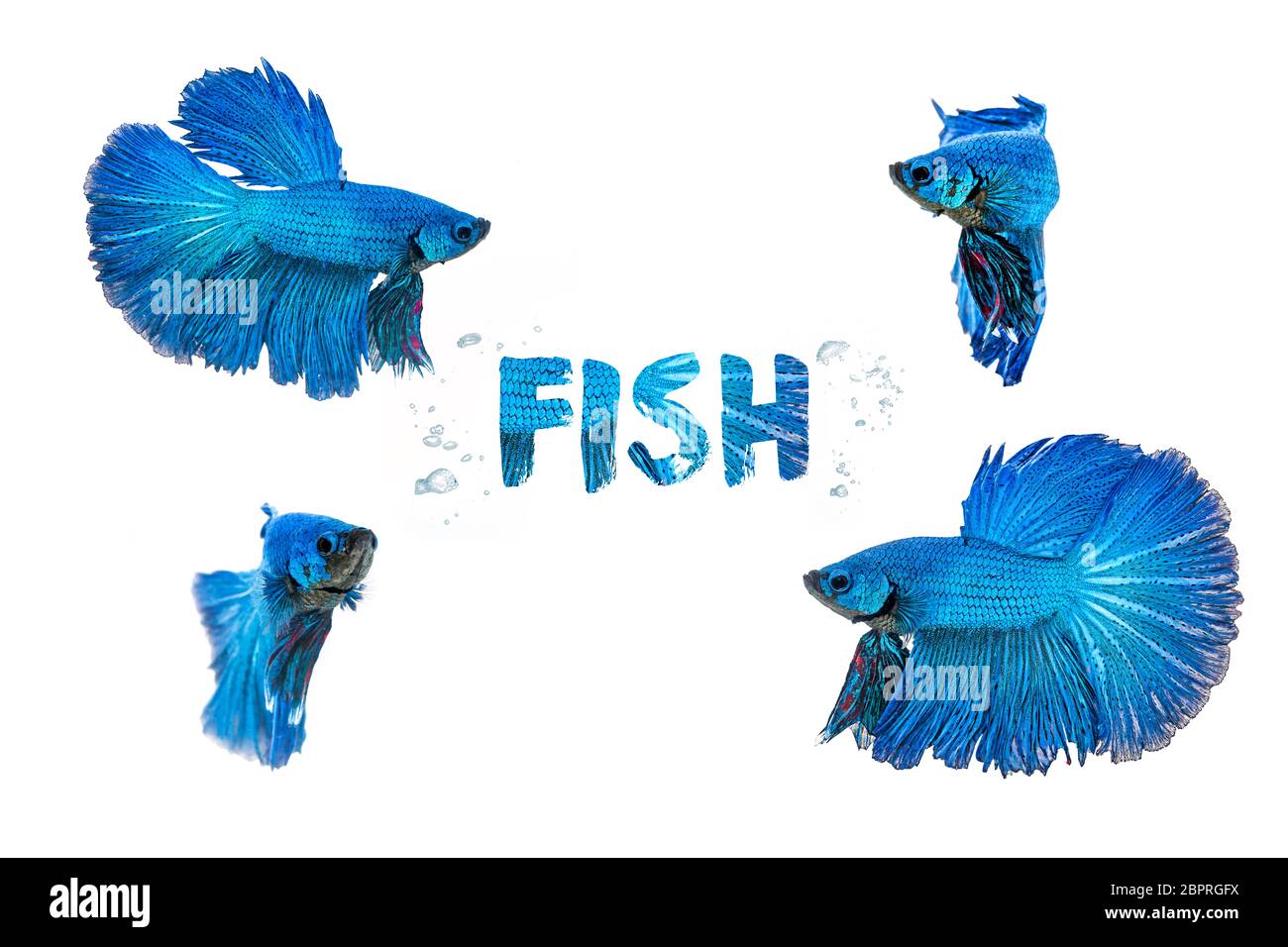 Aquarium Blue Betta Fish isolated on white background Stock Photo - Alamy