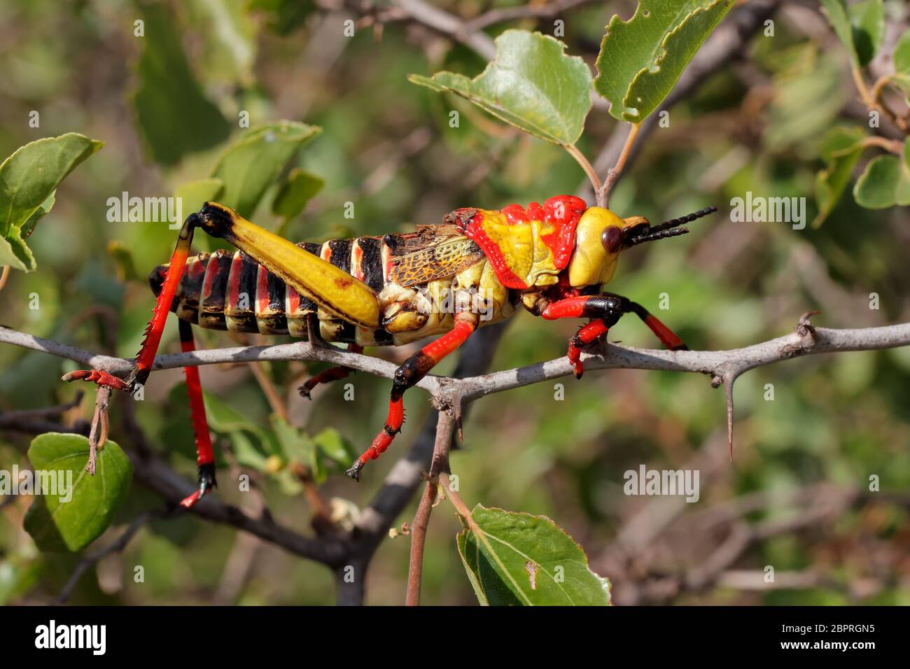 Poisonous milkweed locust (Phymateus spp.) on a plant, South Africa ...