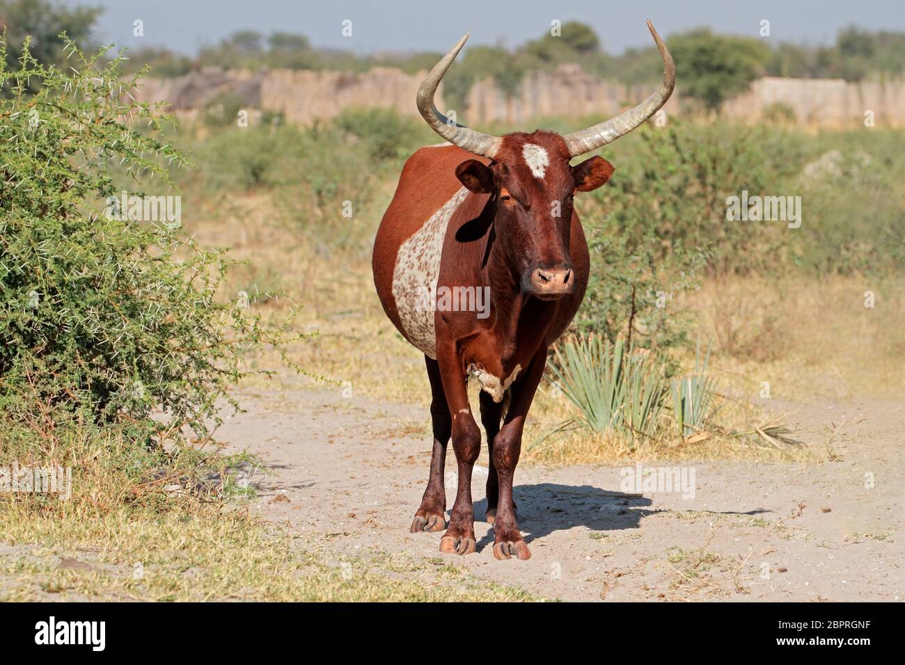 Sanga bull - indigenous cattle breed of northern Namibia, southern ...