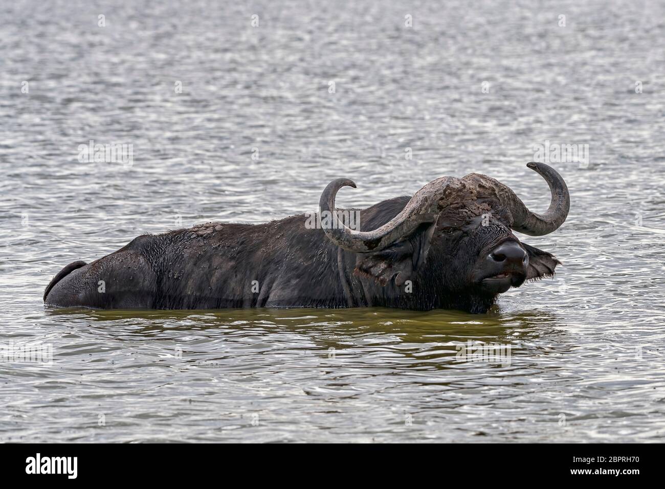 Kaffernbuffel hi-res stock photography and images - Alamy