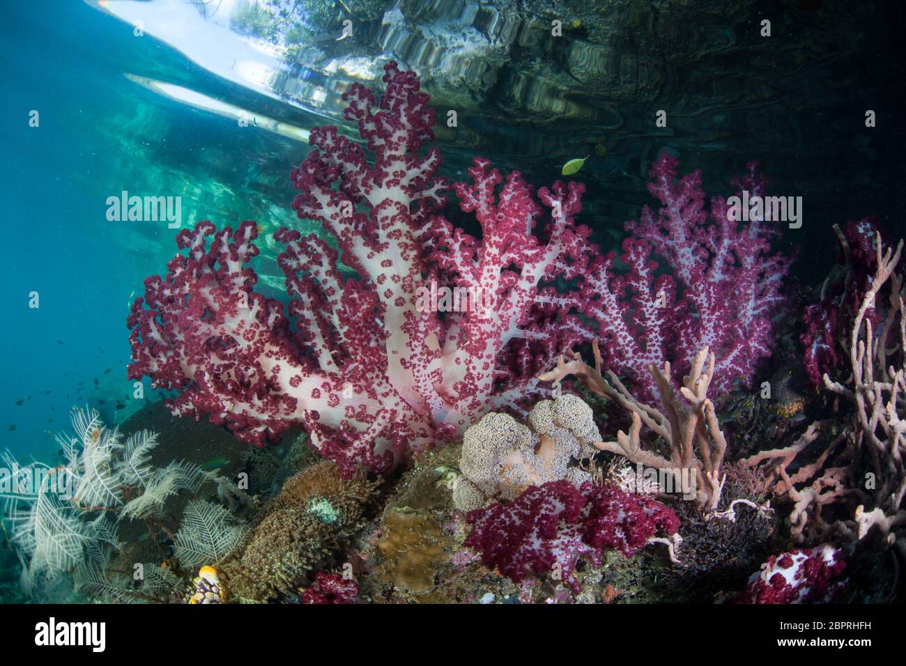 Shallow, healthy soft corals grow along the edge of limestone islands ...
