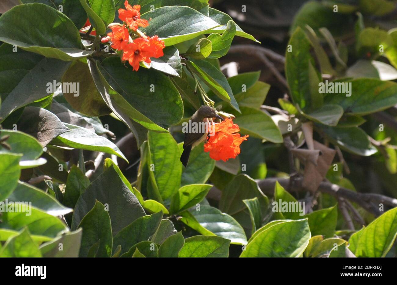 Hummingbird ruffled feathers hi-res stock photography and images - Alamy