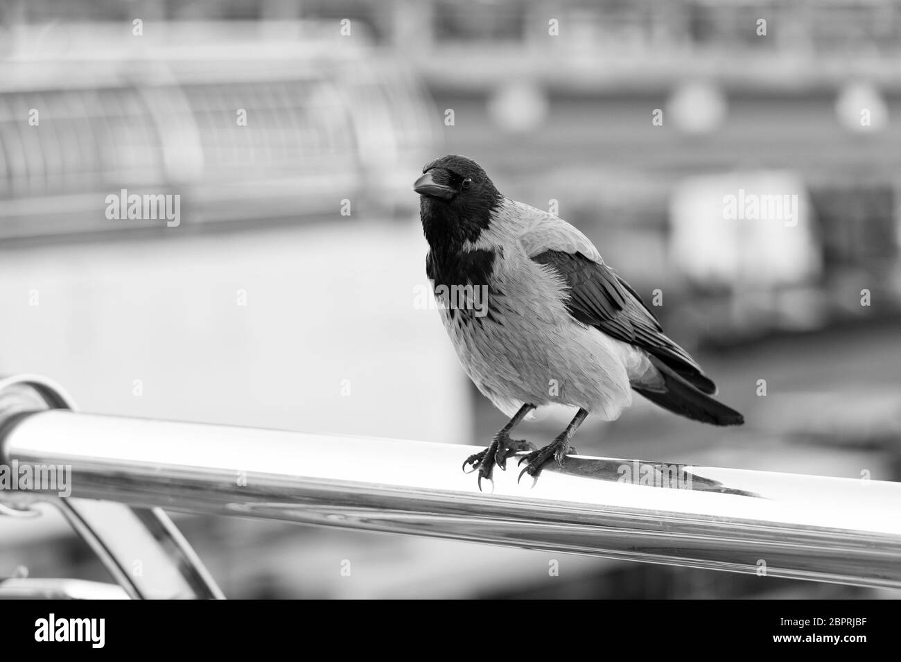 Looking for victim. Black crow sit railing searching food. Large urban ...