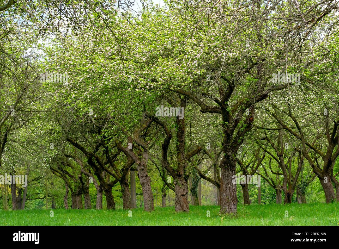 Cherry orchard. Tree trunk cherry in a row. Cherry trees alley Stock ...