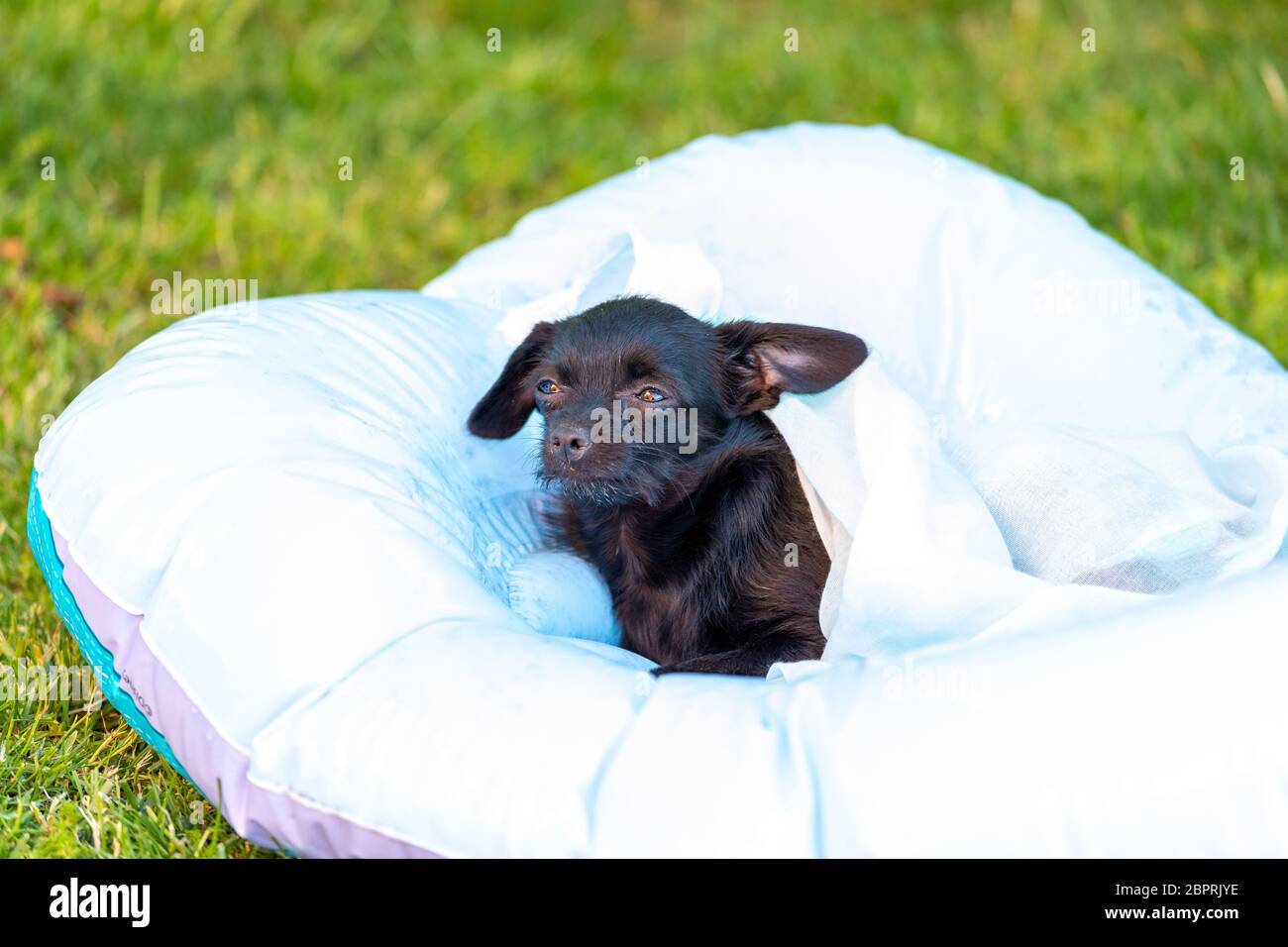Black Chihuahua Poodle Mix Puppy