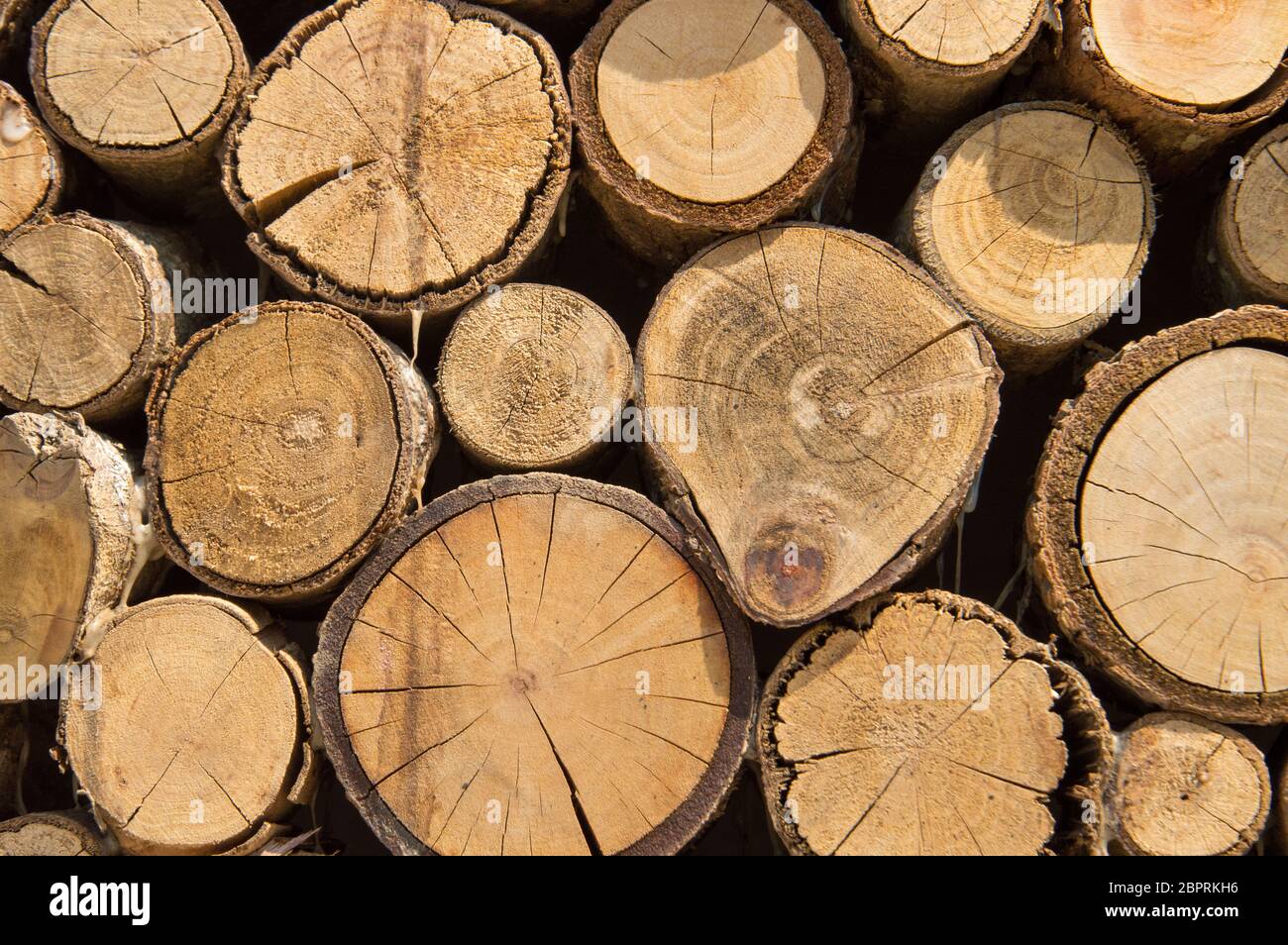 Timber deforestation hi-res stock photography and images - Alamy