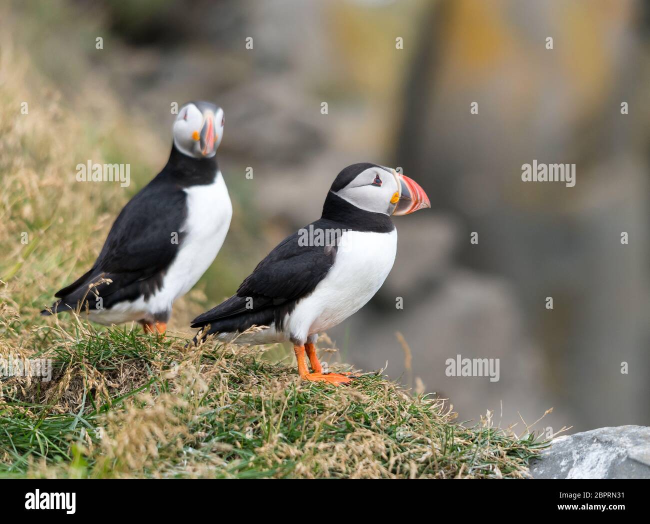 The Atlantic puffin, also known as the common puffin Stock Photo - Alamy