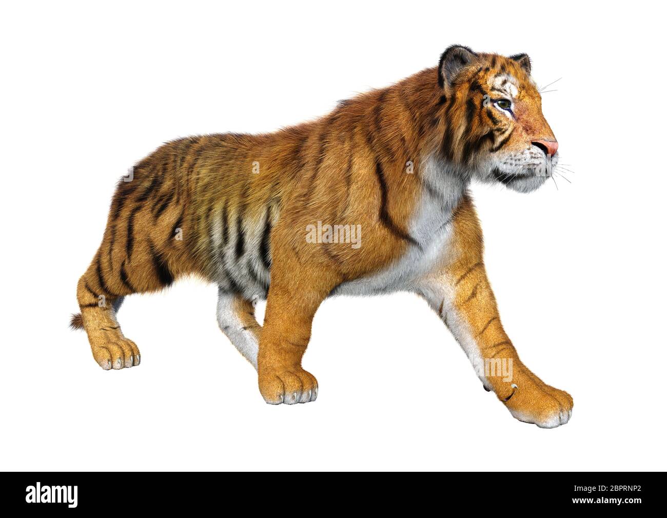 3D rendering of a big cat tiger isolated on white background Stock ...