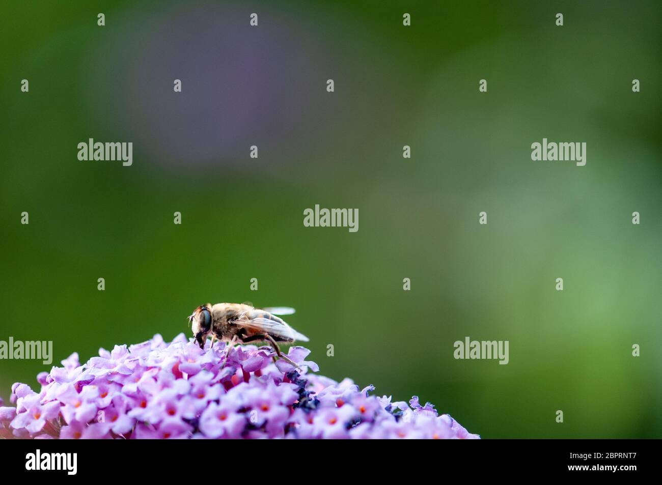 Beautiful Honey bee on purple Buddleja davidii in sunlight in herb ...