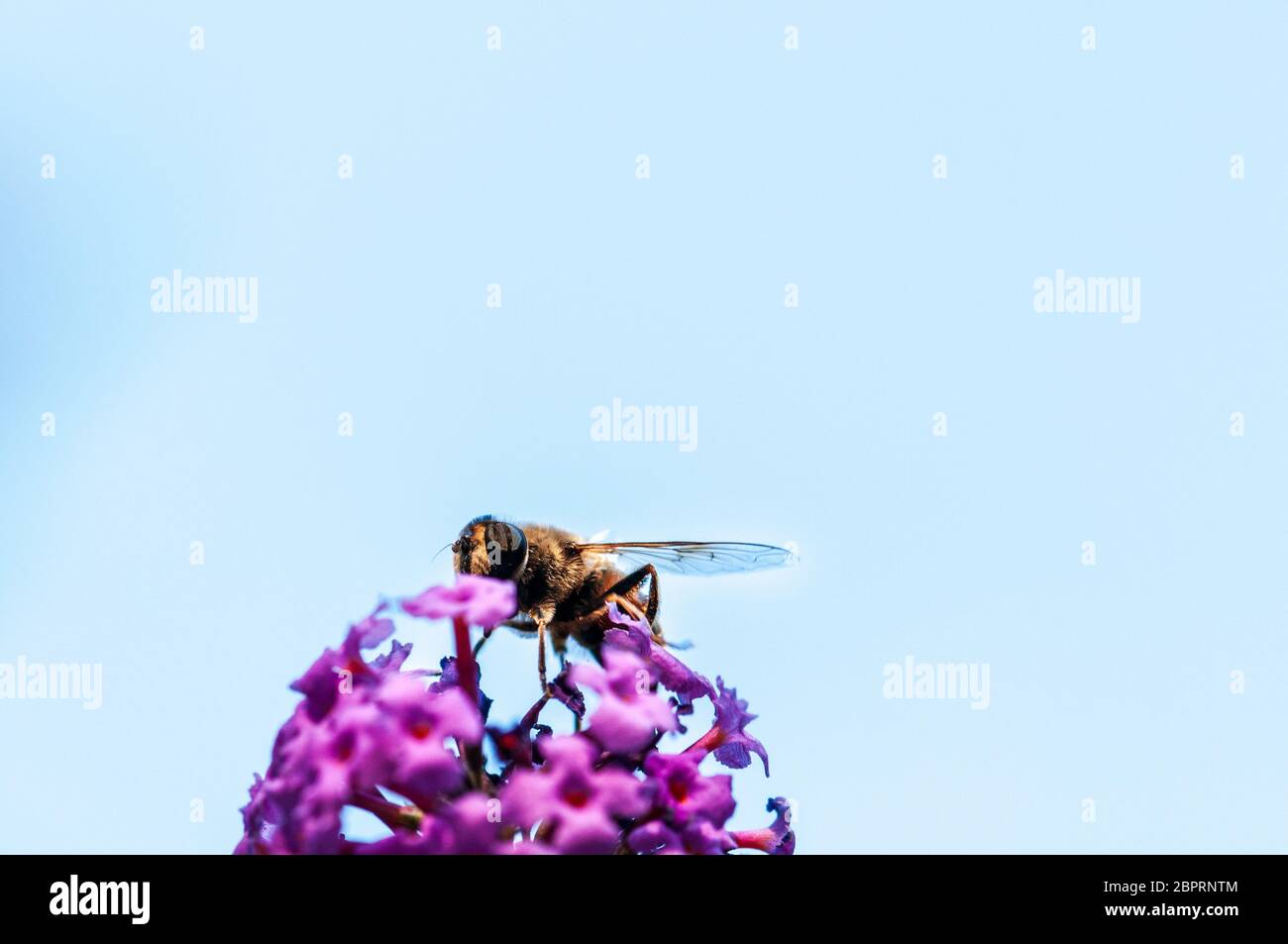 Beautiful Honey bee on purple Buddleja davidii in sunlight in herb ...