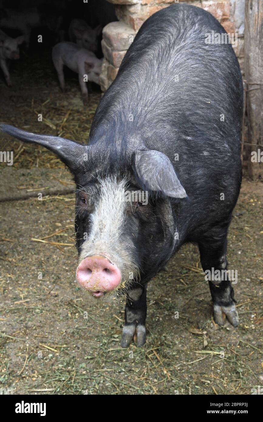 Big Black Domestic Sow Pig in Pen at Farm Stock Photo - Alamy