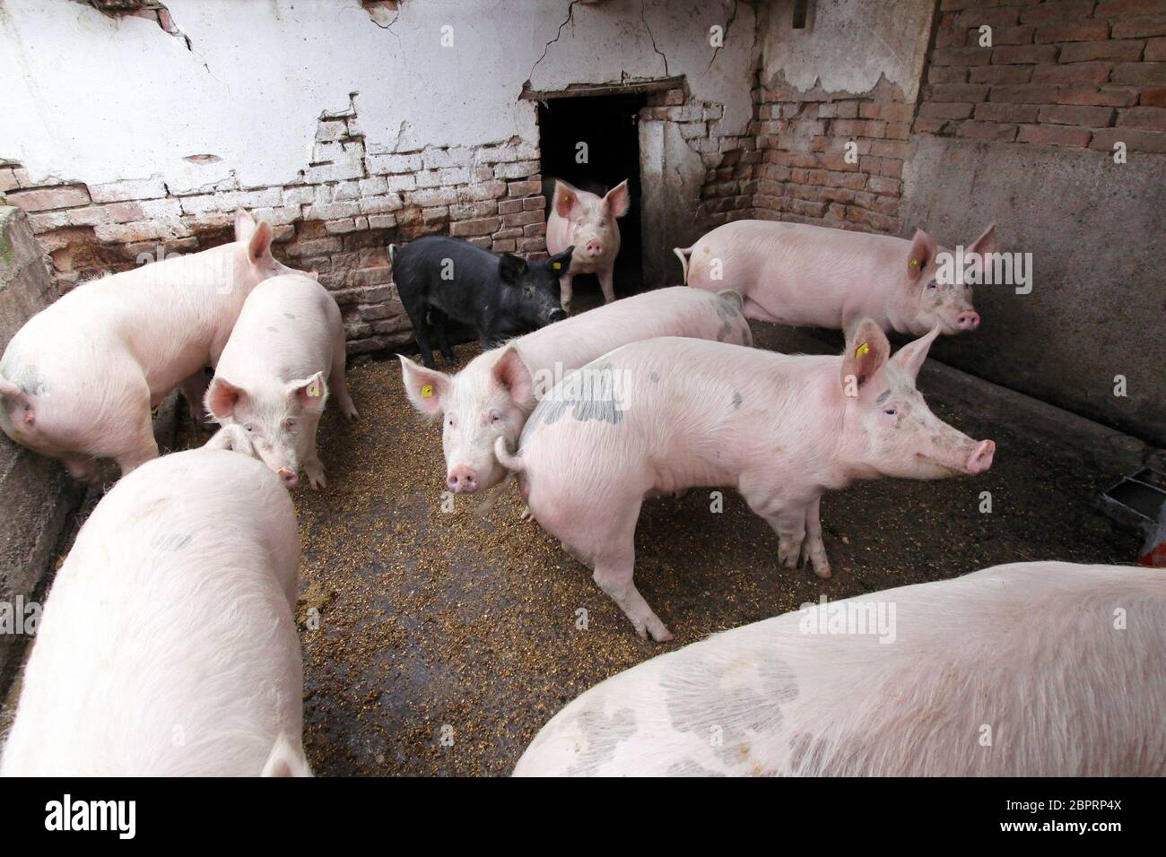 Several Domestic Pigs in Pen at Animal Farm Stock Photo - Alamy