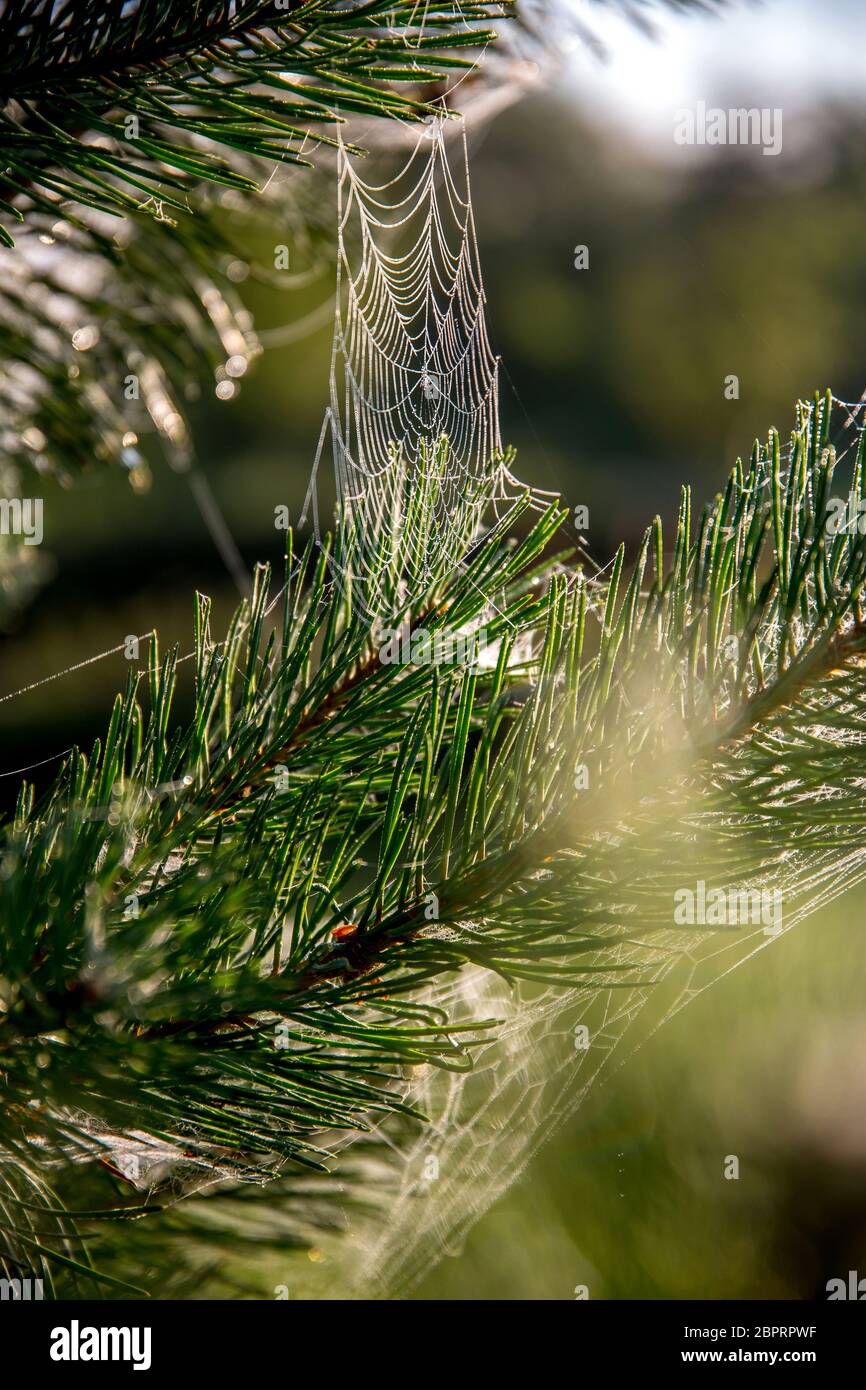 Spider web on the pine tree on green forest background.. Cobweb. Spider ...
