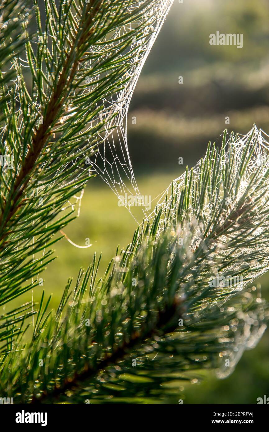 Spider web on the pine tree on green forest background.. Cobweb. Spider ...