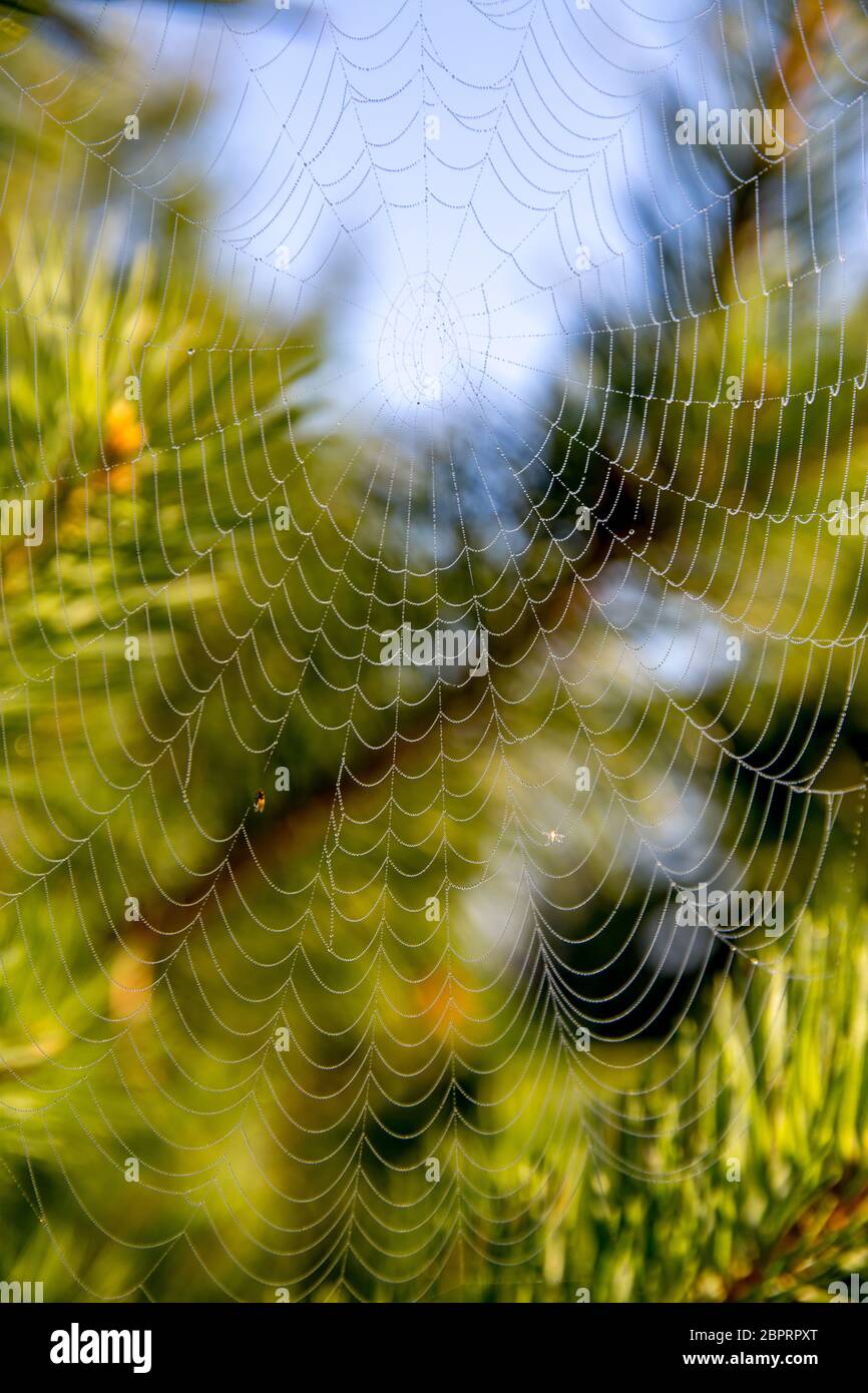 Shining water drops on spider web on green forest background in Latvia ...