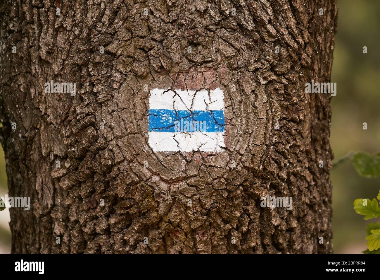 Hiking trail signs in the forest, blue trail Stock Photo - Alamy