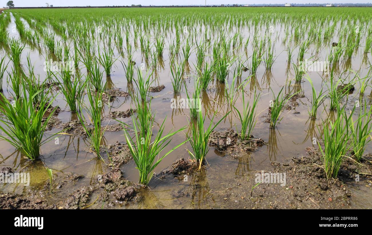 Beautiful Garden Platation High Resolution Stock Photography and Images ...