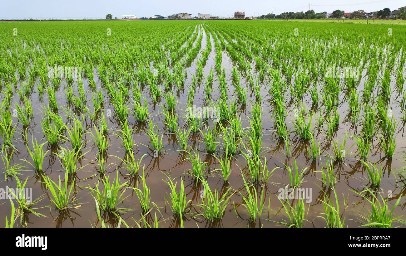 Young fresh green paddy field formed a beautiful pattern and design ...