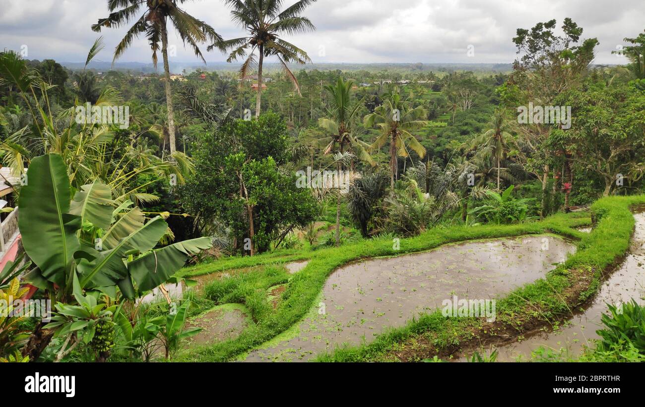 Tegalalang rice terraces in Ubud, Bali. Tegalalang Rice Terrace is one ...