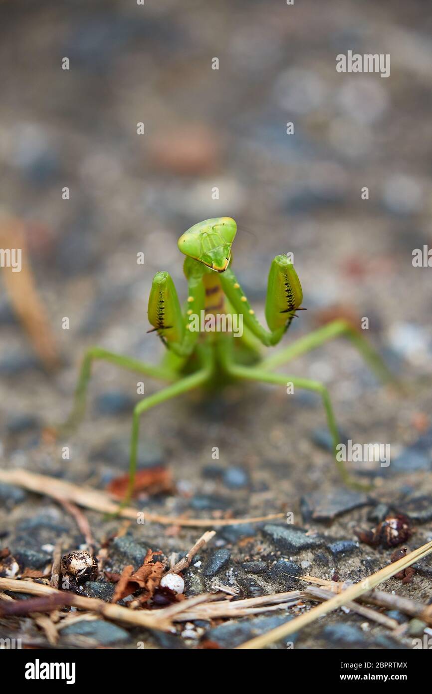 Japanese giant mantis in standing posture Stock Photo - Alamy