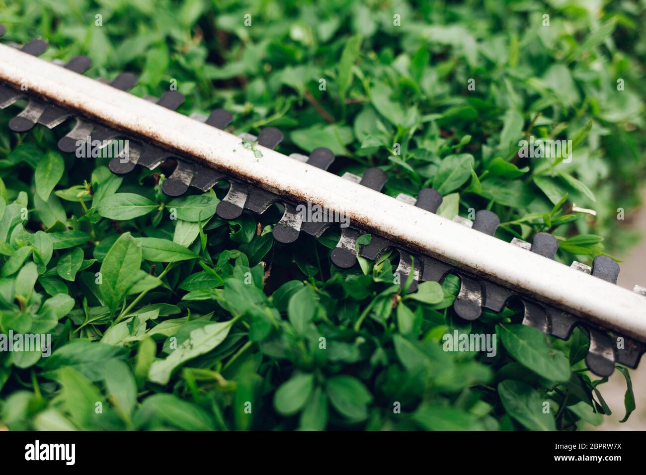 Bush cutter hi-res stock photography and images - Alamy