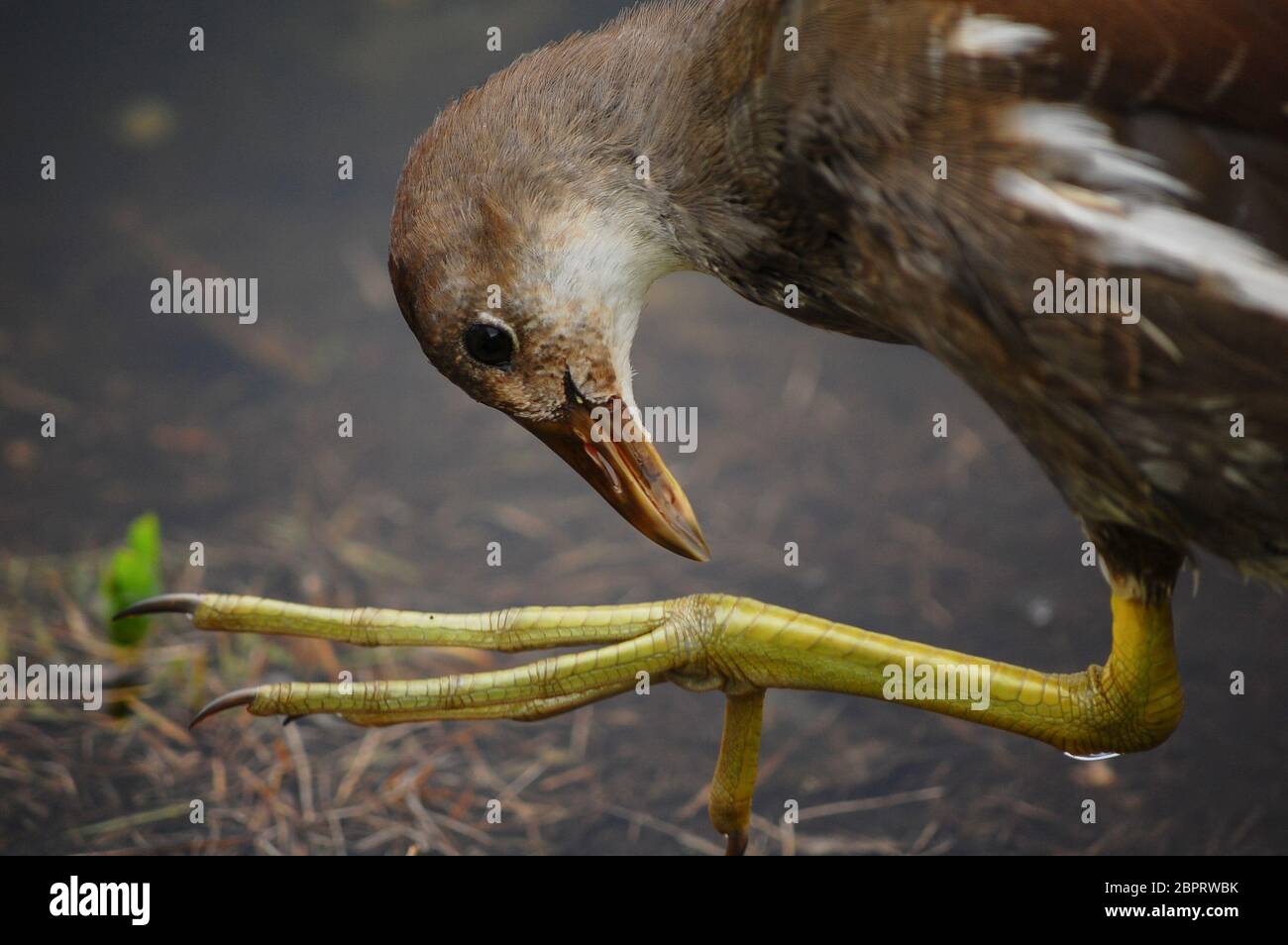 Bird looking at her very large feet Stock Photo - Alamy