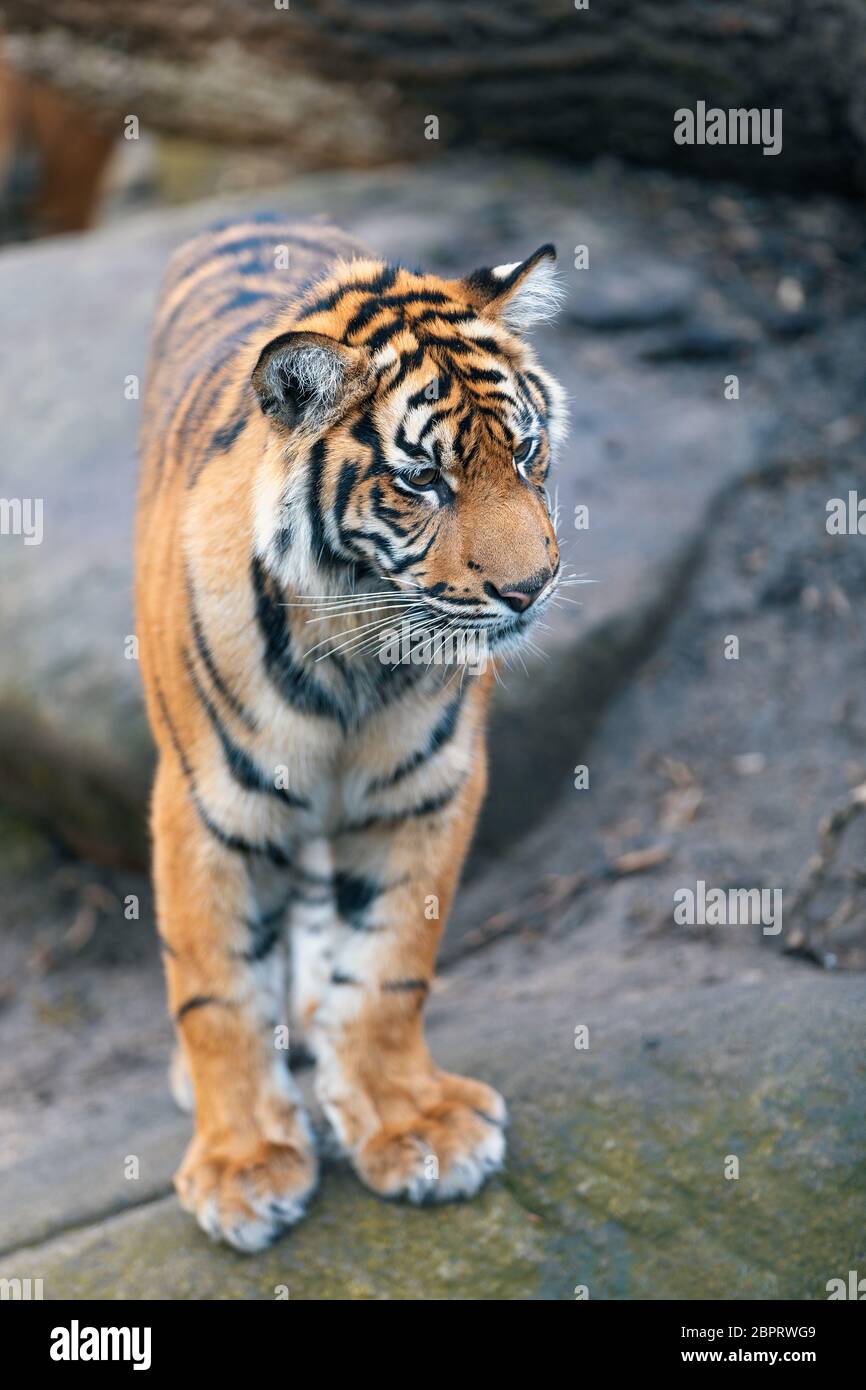 Sumatran tiger (Panthera tigris sumatrae) is a rare tiger subspecies ...