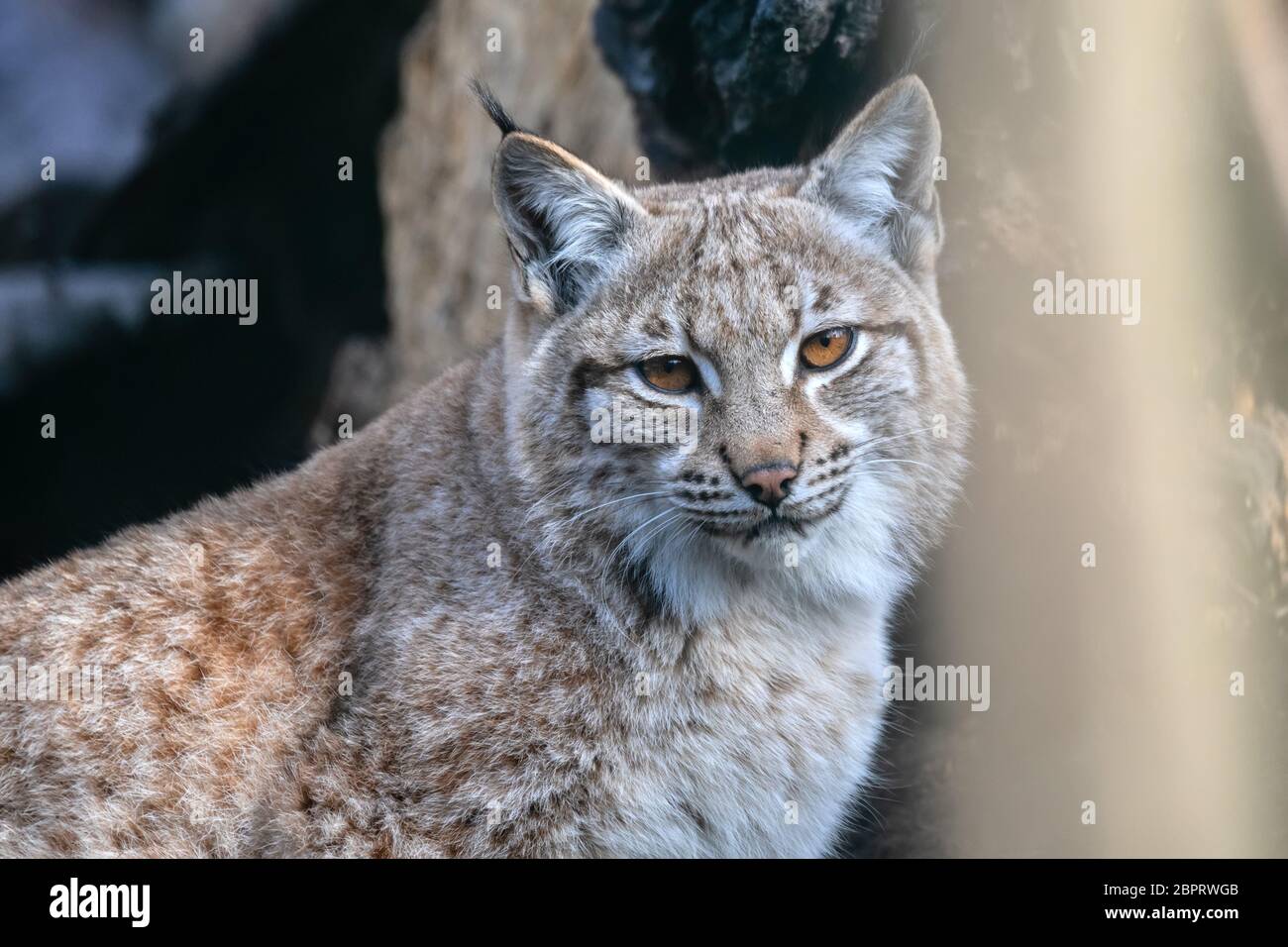 Eurasian lynx (Lynx lynx) is a medium-sized wild cat occurring from ...