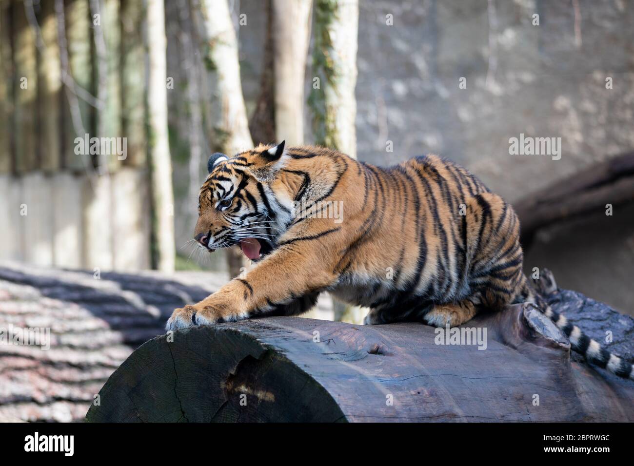Sumatran tiger (Panthera tigris sumatrae) is a rare tiger subspecies ...