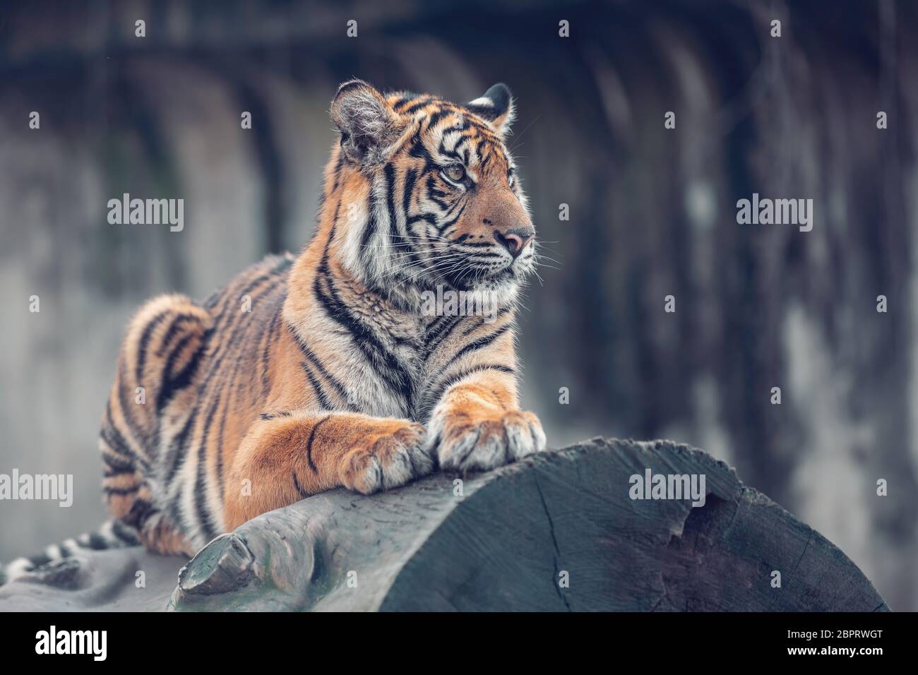 Sumatran tiger (Panthera tigris sumatrae) is a rare tiger subspecies ...