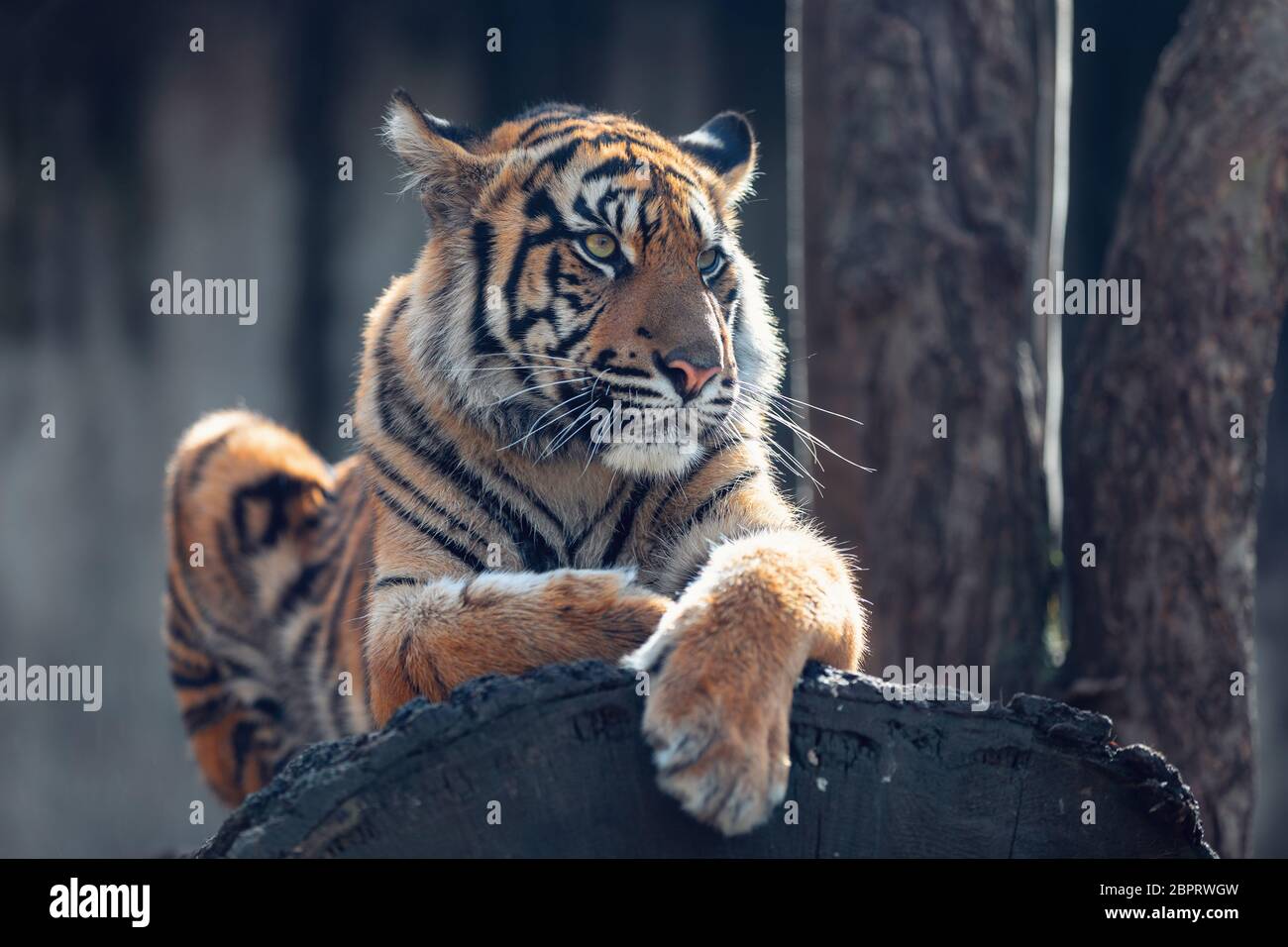 Sumatran tiger (Panthera tigris sumatrae) is a rare tiger subspecies ...