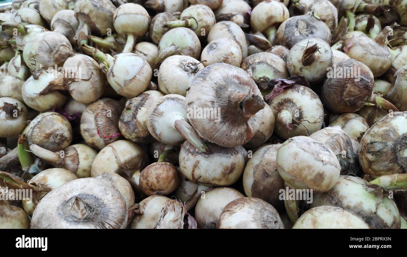 Heap of arrowhead or arrowroot, popular delicacy among the Chinese ...