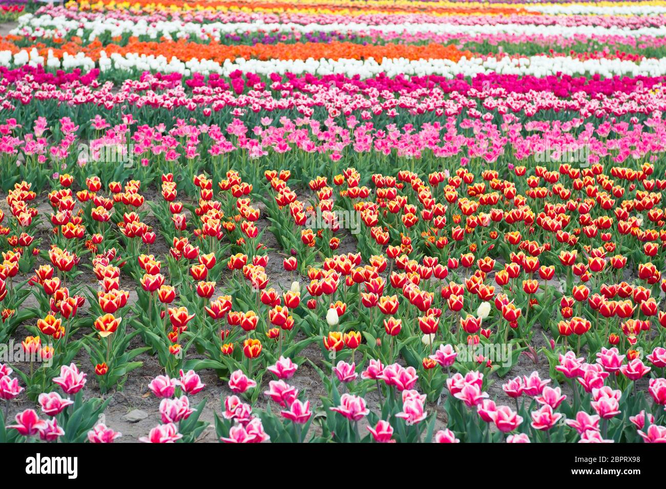 New Life. tulips in garden. Magic spring landscape with flowers ...